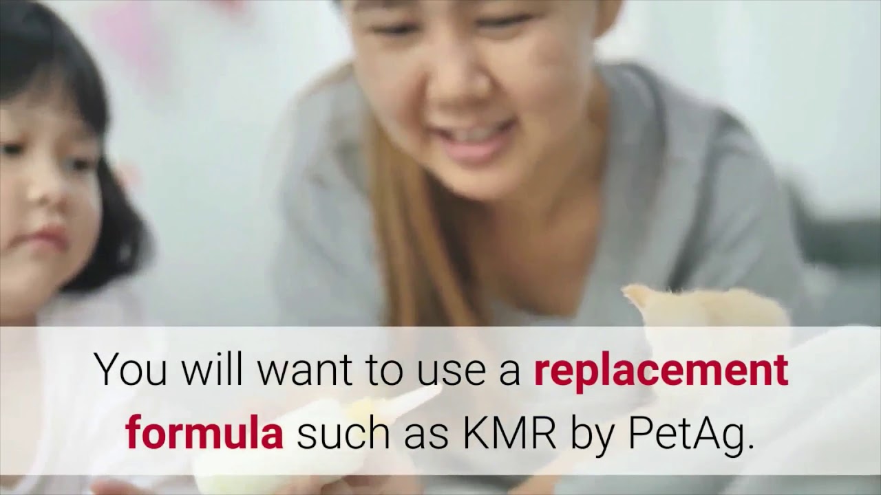 Kitten Care Guide: Week by Week - YouTube