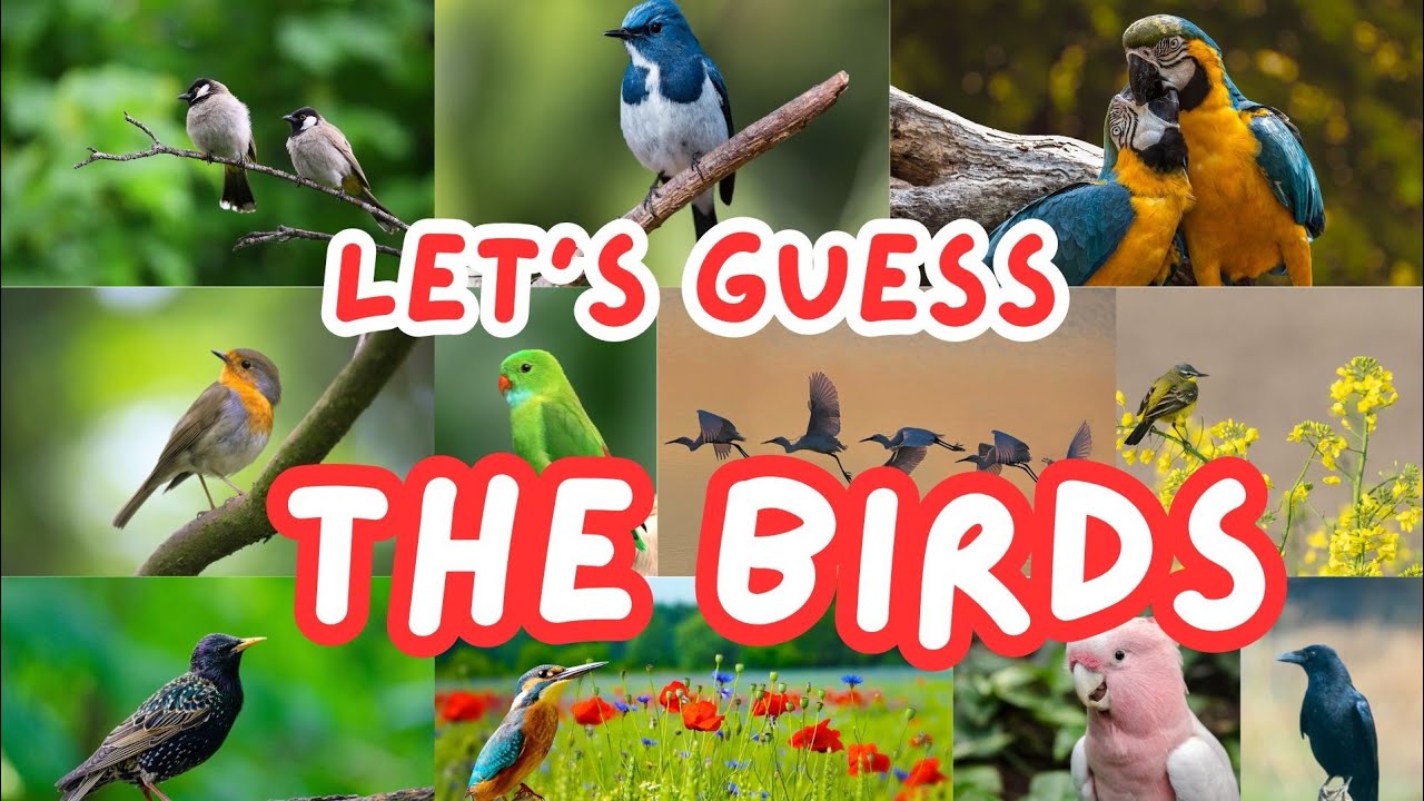 GUESS THE BIRD | LEARN THE BIRD | @kidsheaven2717 - YouTube
