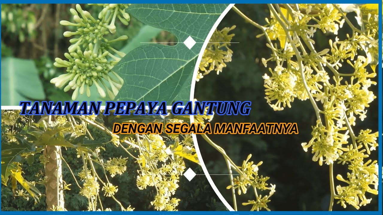 Tanaman PEPAYA GANTUNG dan berbagai manfaatnya - YouTube