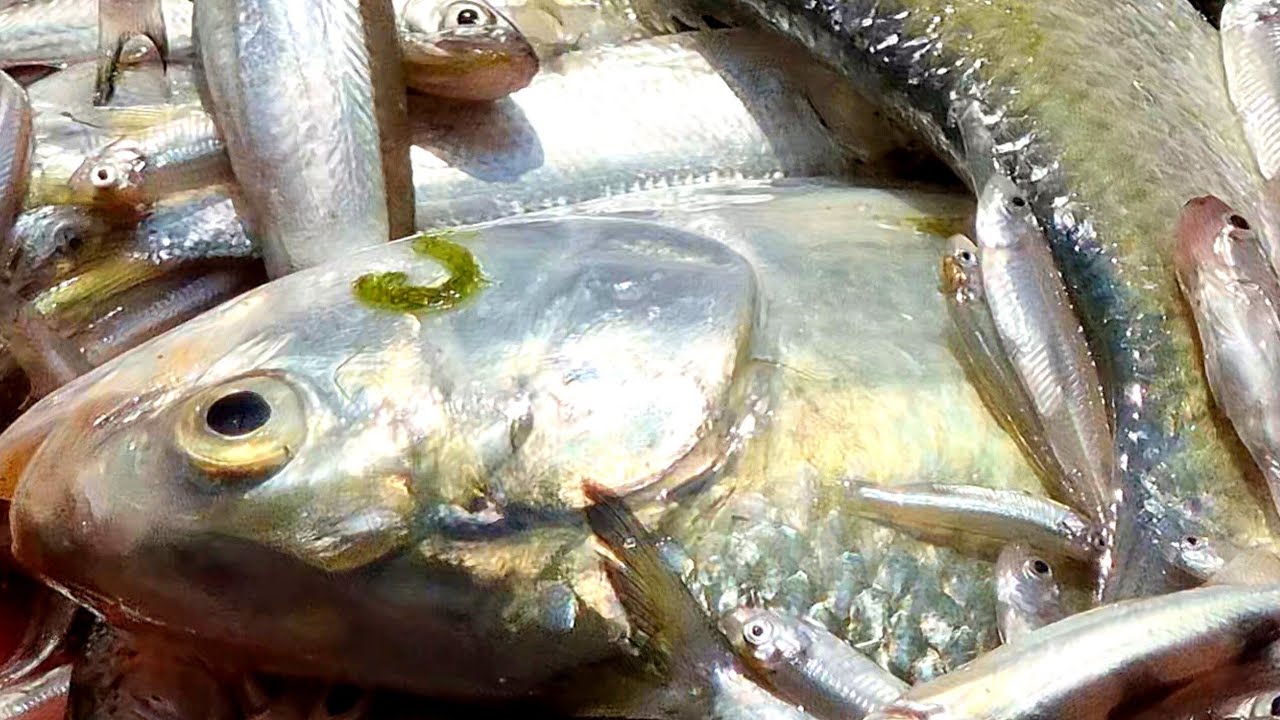 পদ্মার ইলিশ মাছ ধরতে গিয়ে কি হলো? দেখুন😭 live padma ilisha fishing ...
