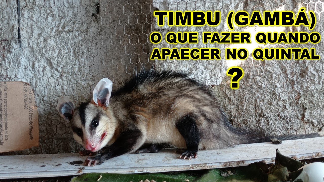 UM TIMBU NO QUINTAL - O QUE FAZER? - YouTube