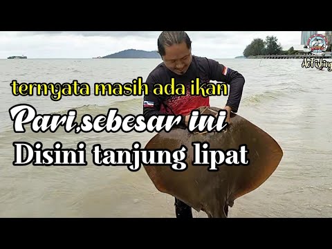 #surfcast tarikan padu pari daun 22kg gkpp momogun team - YouTube