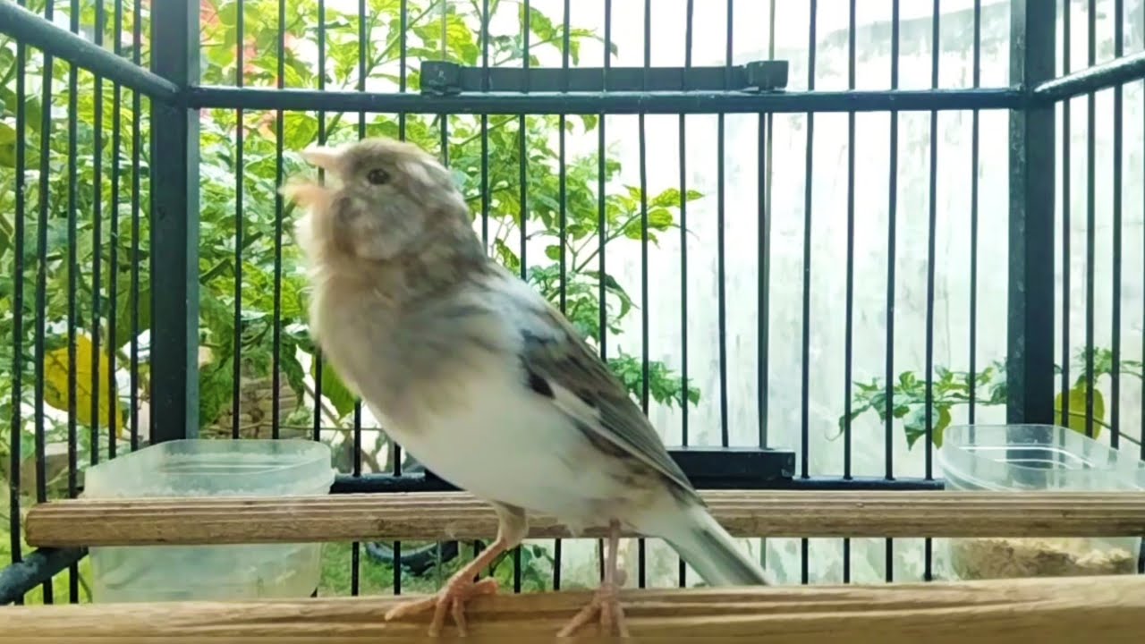 TIMBRADO canary singing / Spanish Timbrado canary song for training ...