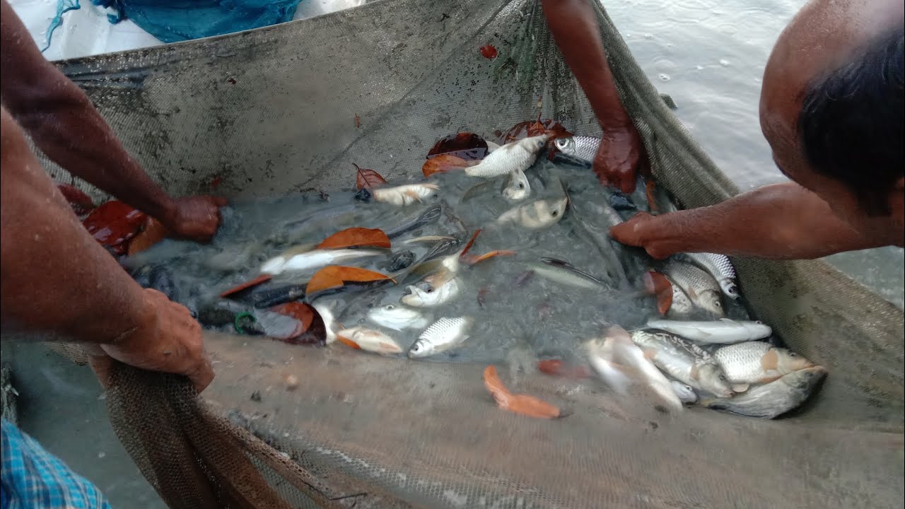 Rohu and Catla fishes Cathing by big net || FZ Fishing BD - YouTube