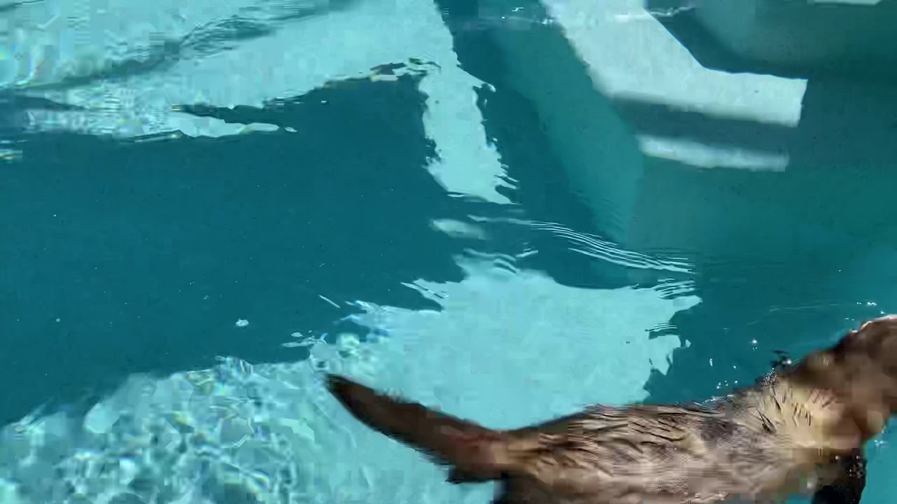 FERRET SWIMMING - YouTube