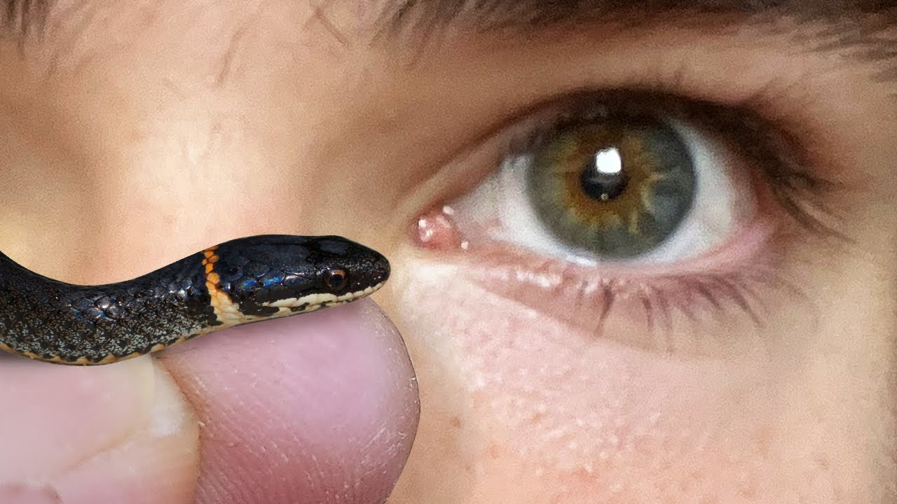 Tiny Snakes of Florida! - YouTube