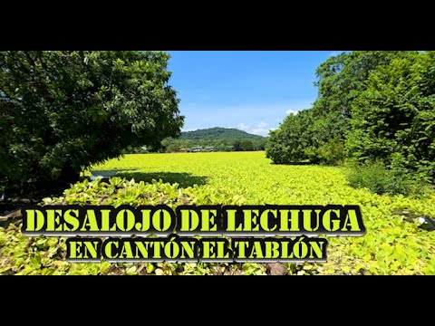 EXTRACCIÓN DE LECHUGA en EL LAGO SUCHITLAN, CANTÓN EL TABLÓN, EL ...