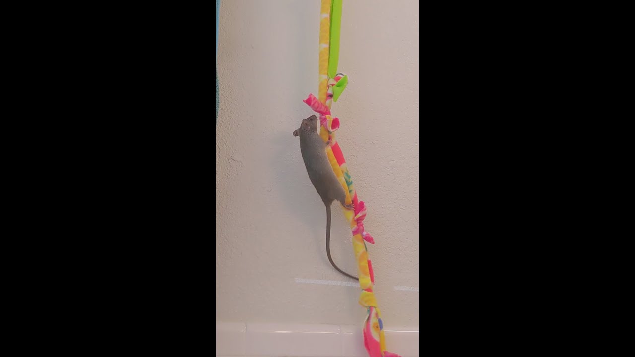 Training rats to climb a rope is easy! - YouTube
