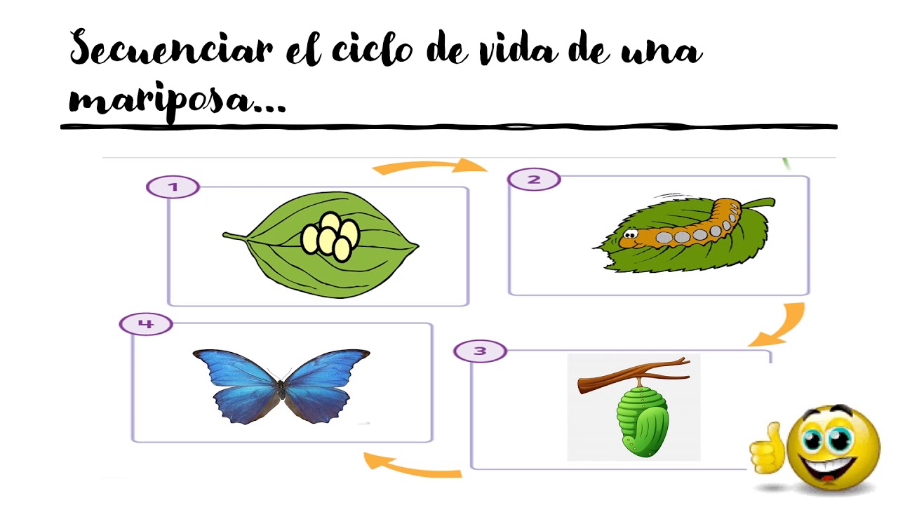 2°básico Ciencias Naturales Ciclo de vida II - YouTube