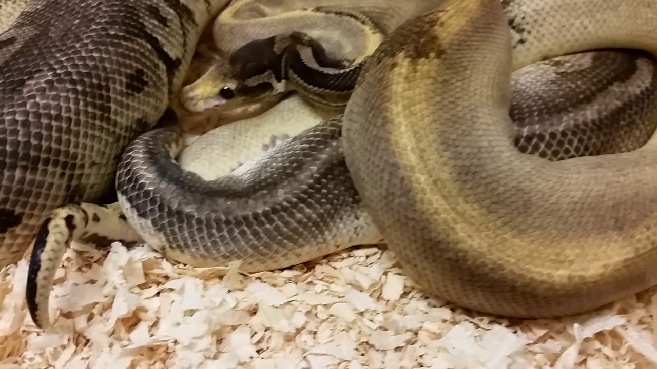 Black Pastel Champagne Paradox X Sterling female - YouTube