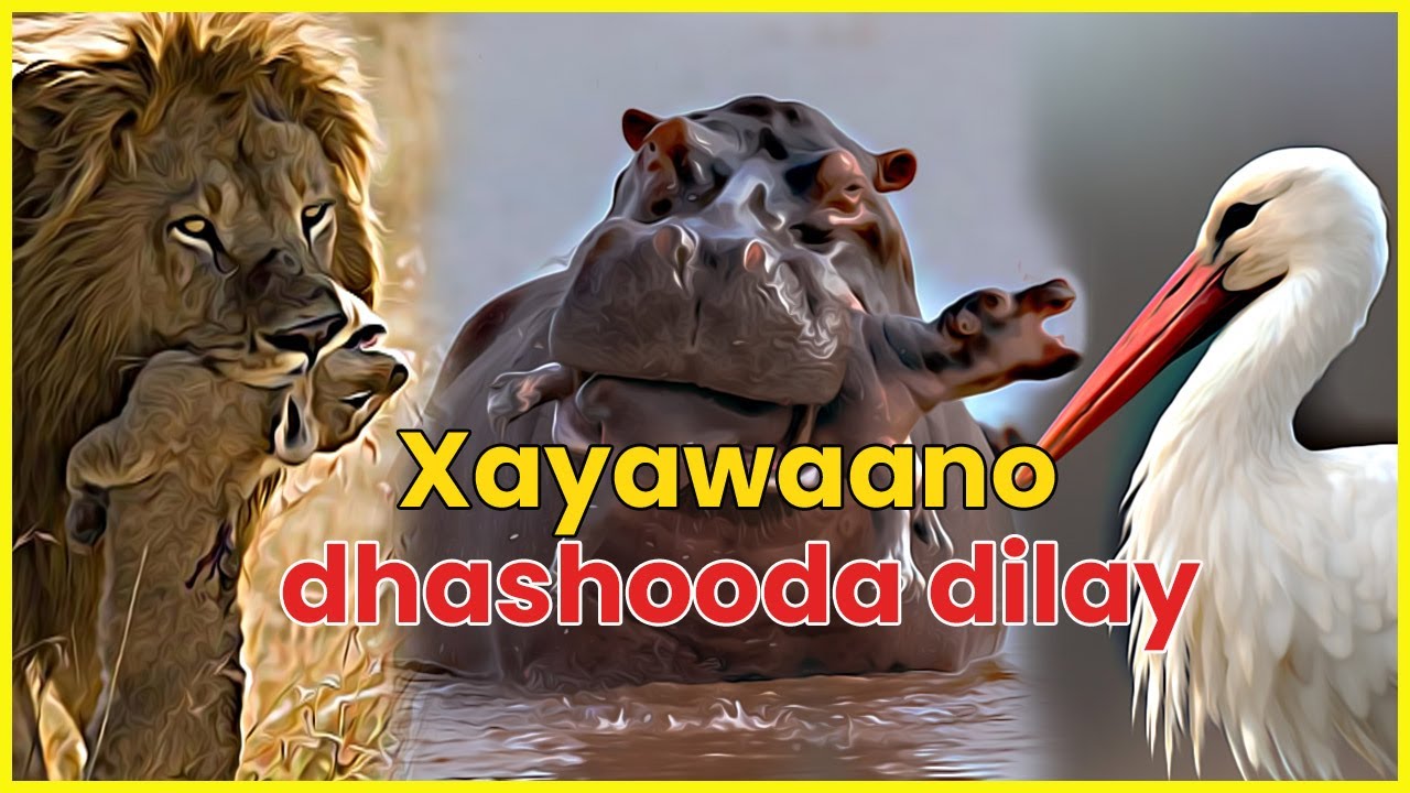 Xayawaano Si Xun Ula Dhaqma Dhashooda | Shinbir xaasidad ah horay ma u ...