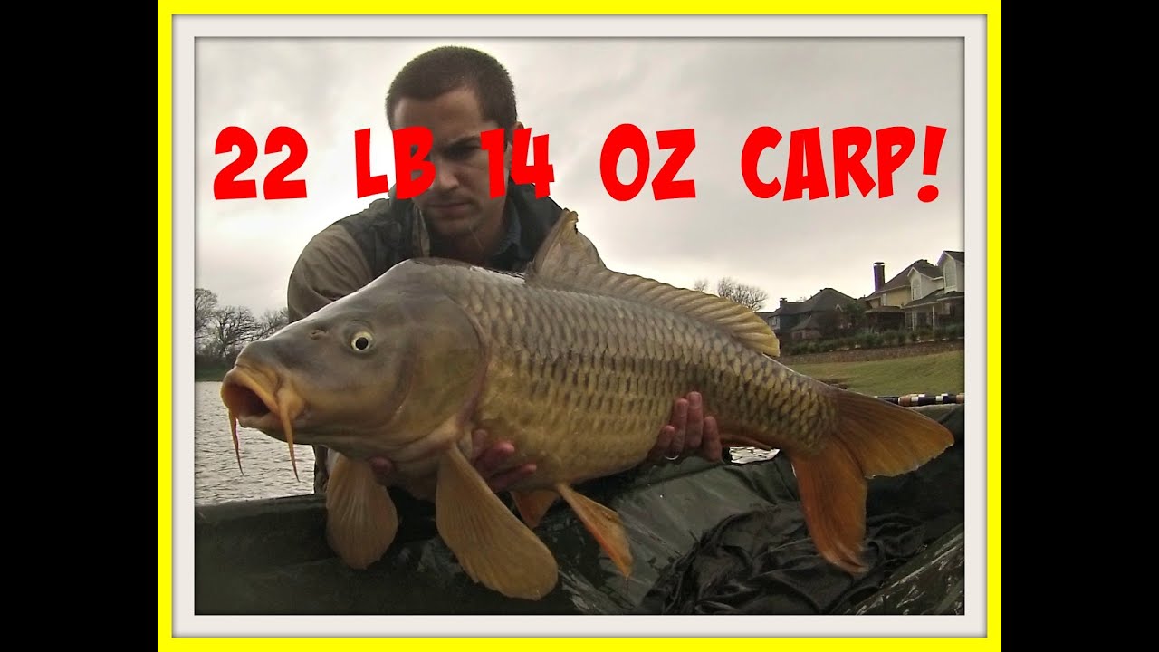 Carp & Buffalo Fishing - Moore Pond Session - YouTube