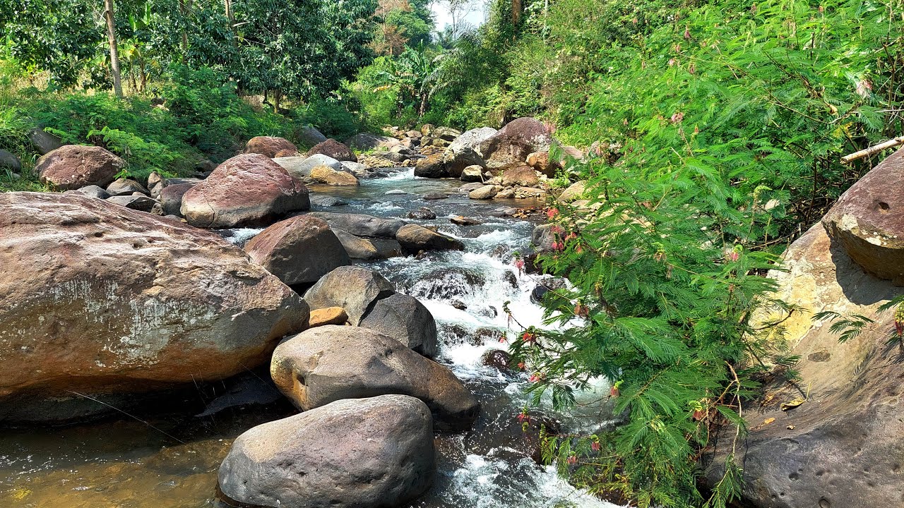 Quickly Relax & Fall Asleep With Rushing River Sounds, Peaceful Forest ...