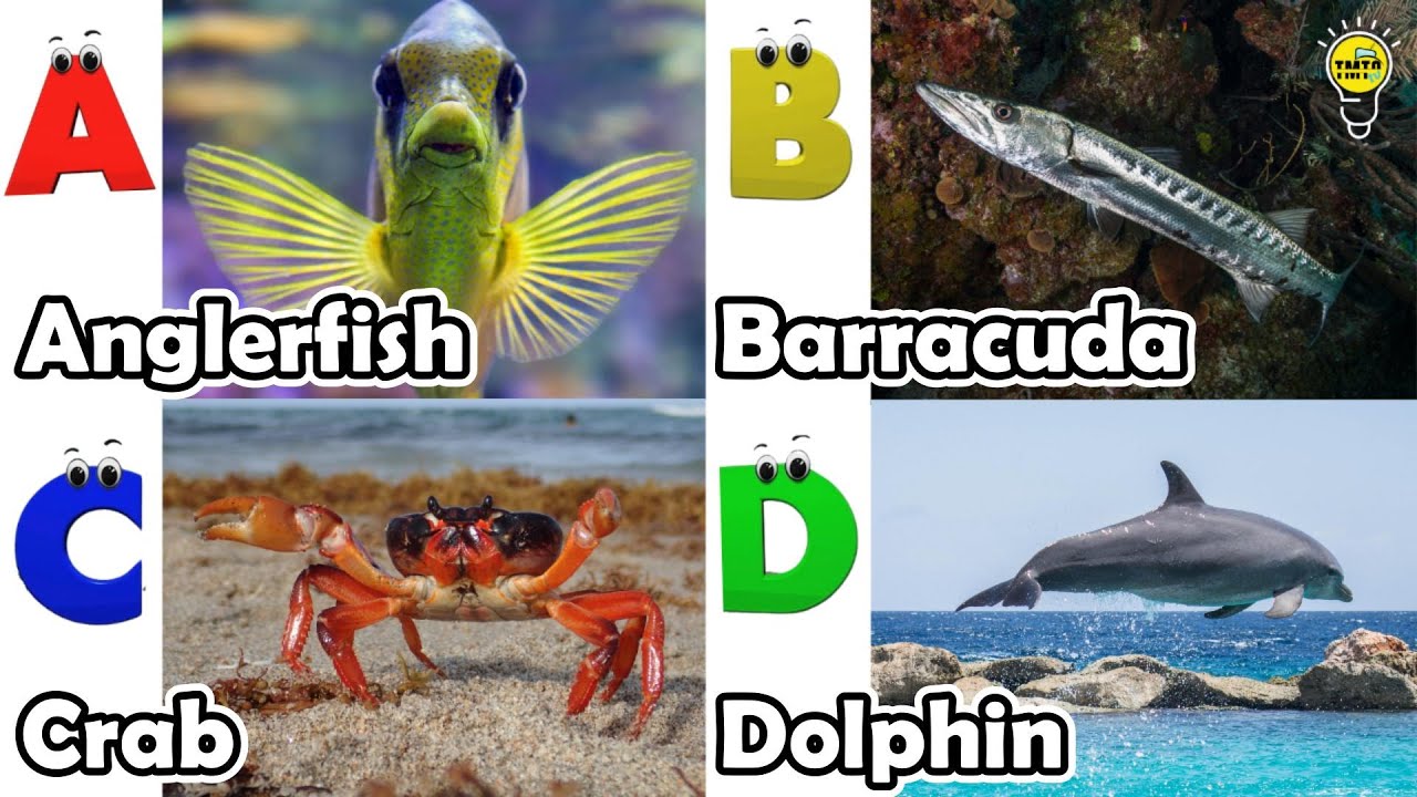 ABC Sea Animals song | Learn Alphabets | English and Animals for Kids ...