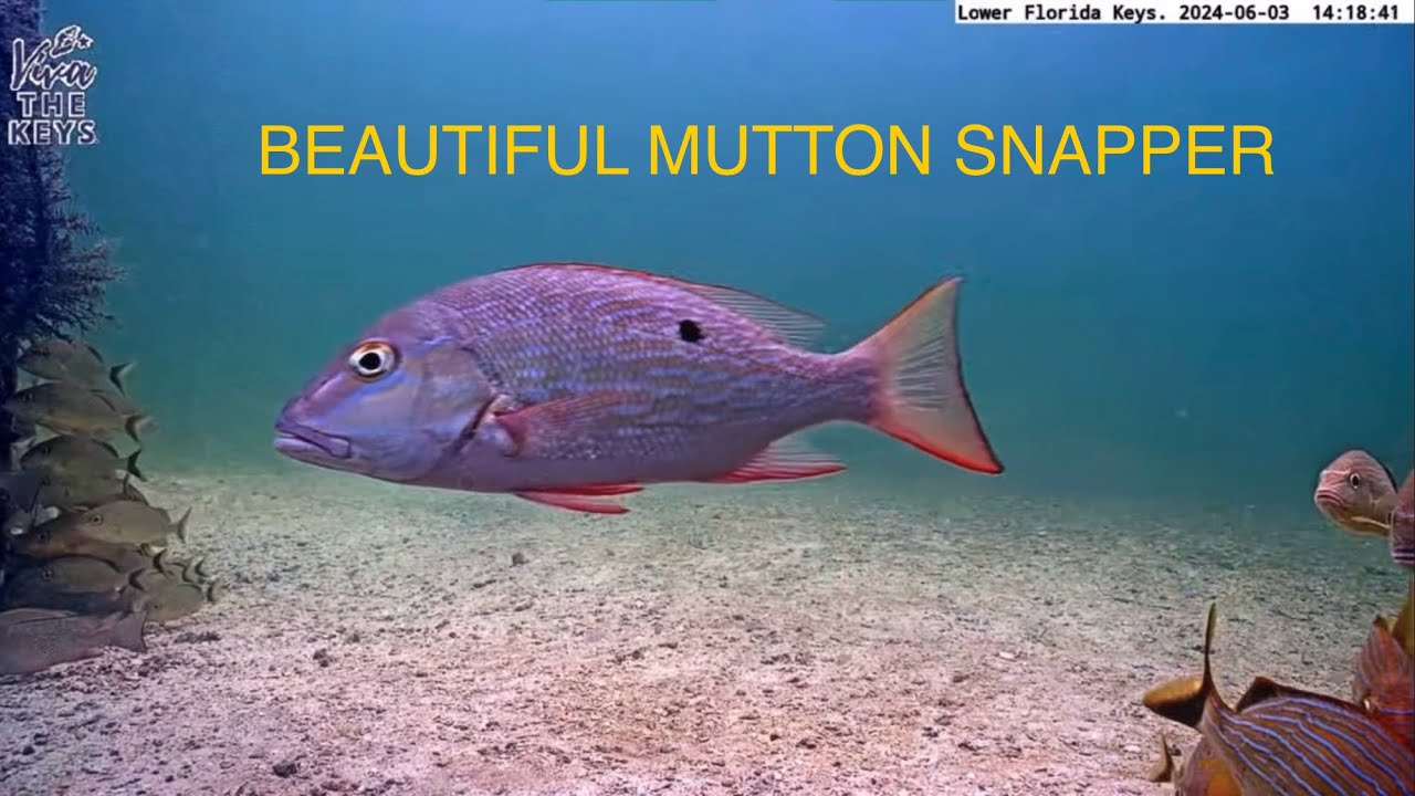 Beautiful Florida Keys Mutton Snapper on #vivathekeys #underwater # ...