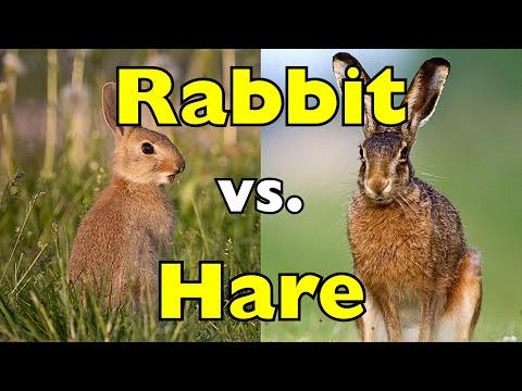 Rabbit vs. Hare: They Look the Same… But They’re Not