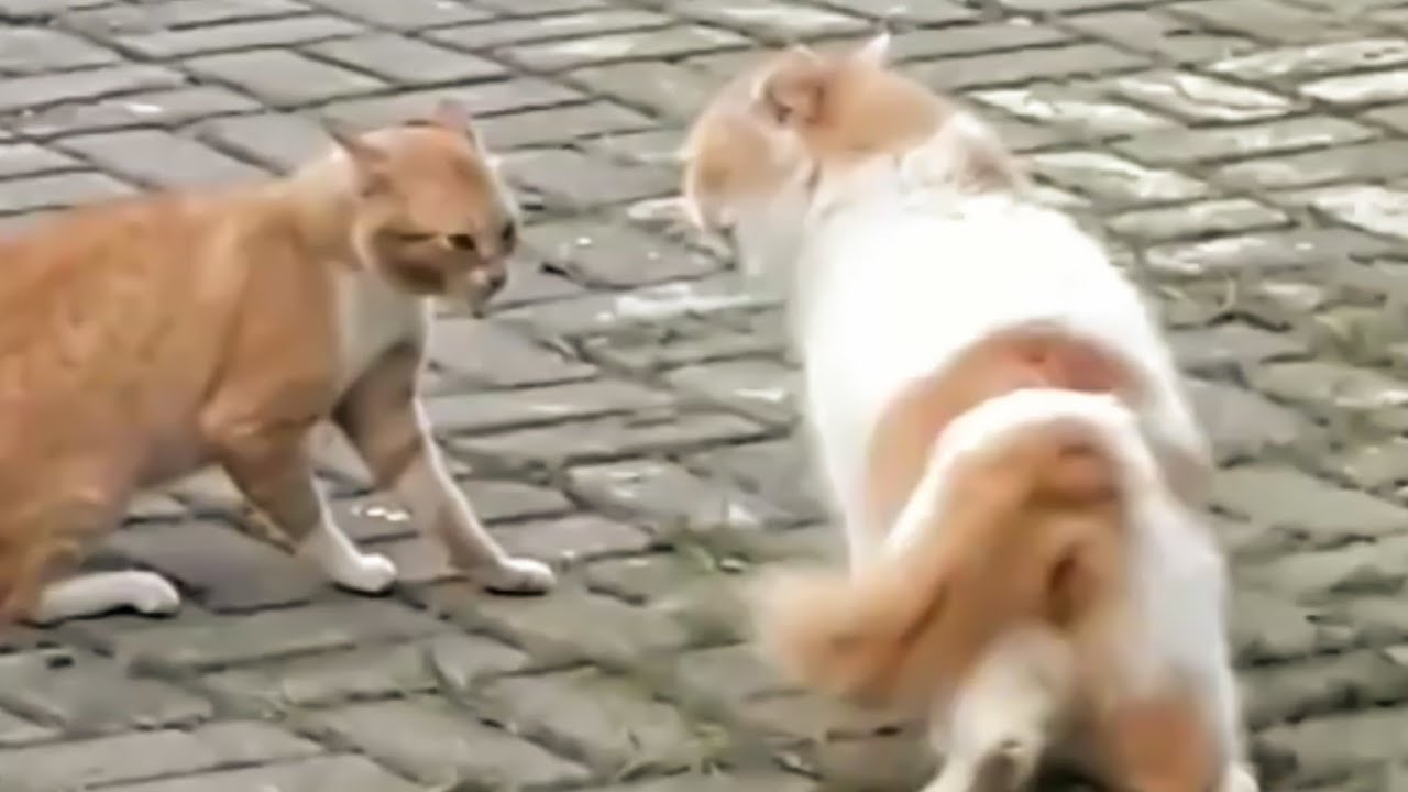 kucing tarung || cat fight - YouTube