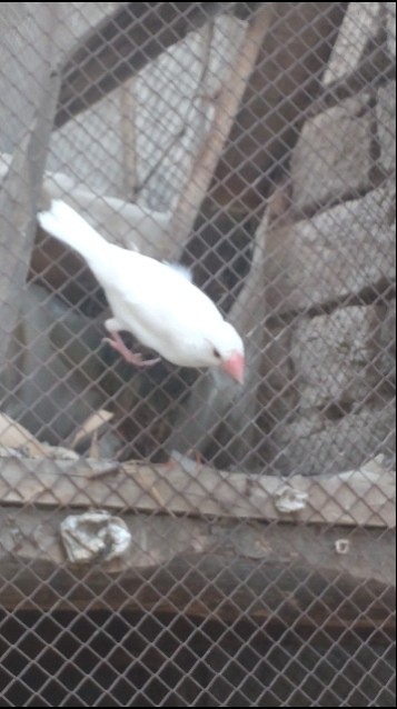 mashallah my beautiful white Java Sparrow 🐦#finch#beautiful parrot# ...