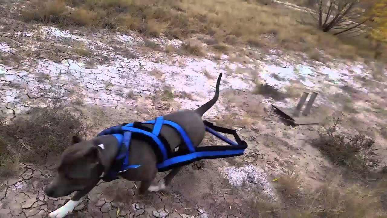 Weight pulling training sled - YouTube