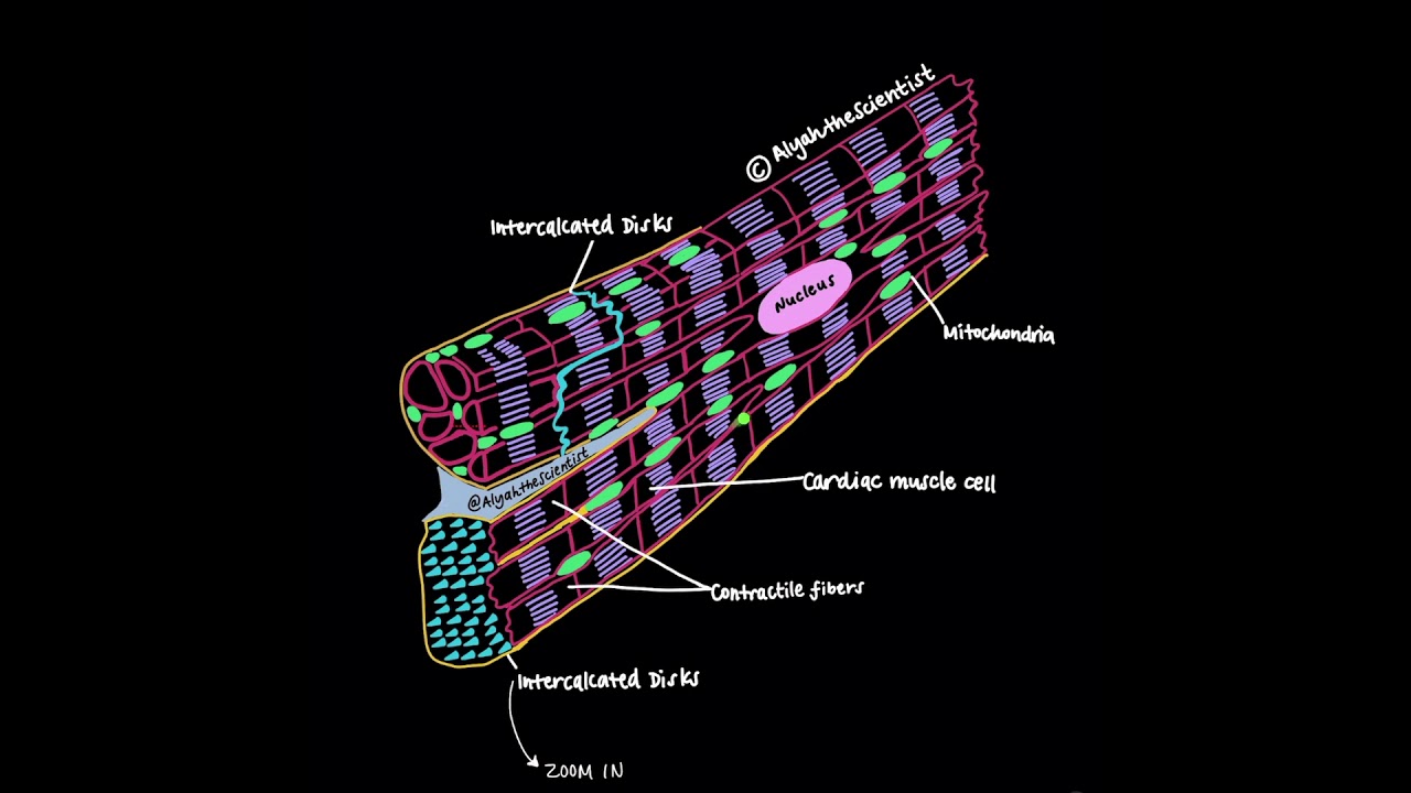 Intro to Cardiac Muscle Anatomy - YouTube