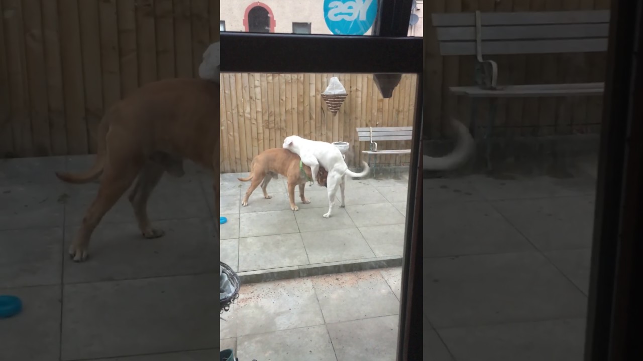 Female dog mounts male dog head - YouTube