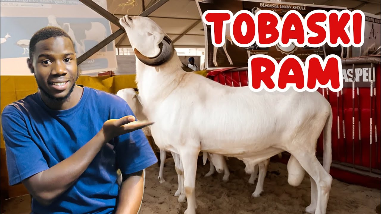 Tobaski Rams Available For Sale 2025 in The Gambia - YouTube