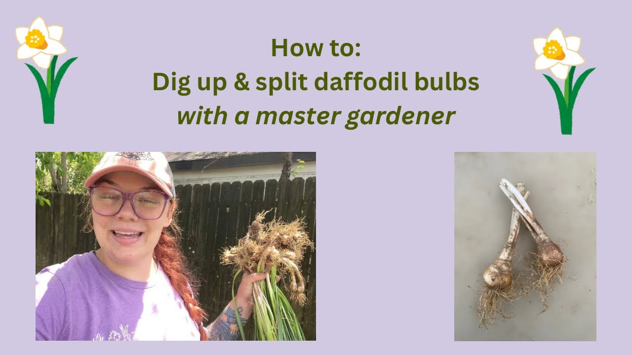 How to dig & split daffodil bulbs with a master gardener - YouTube