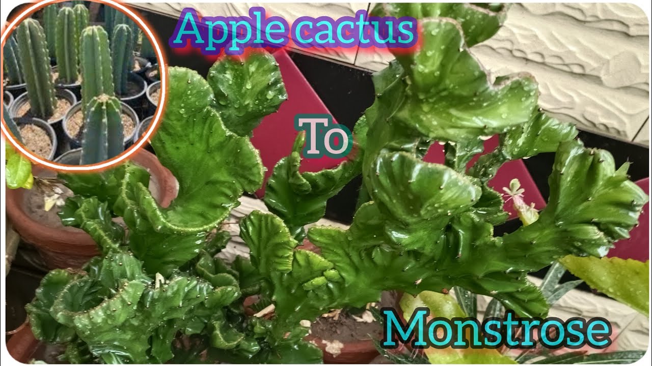 Monstrose crest cactus | Peruvian apple cactus | care propagation ...
