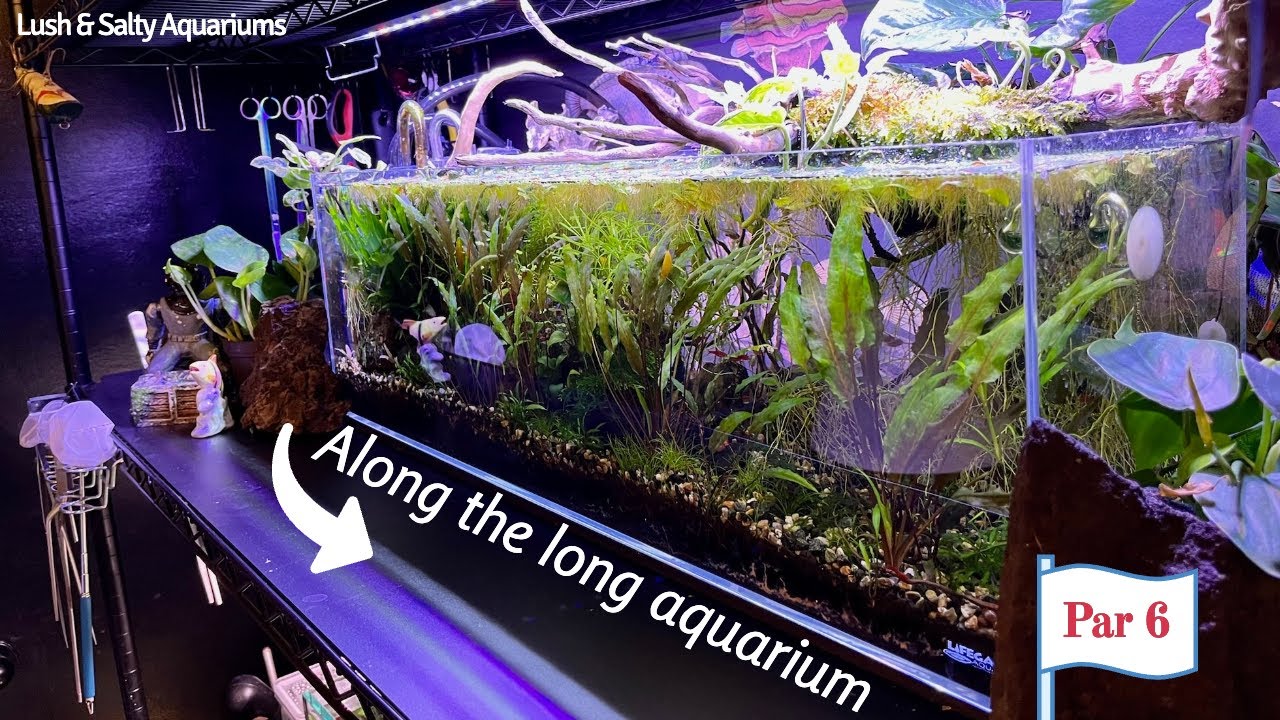Touring the 12 gallon long aquarium! - YouTube