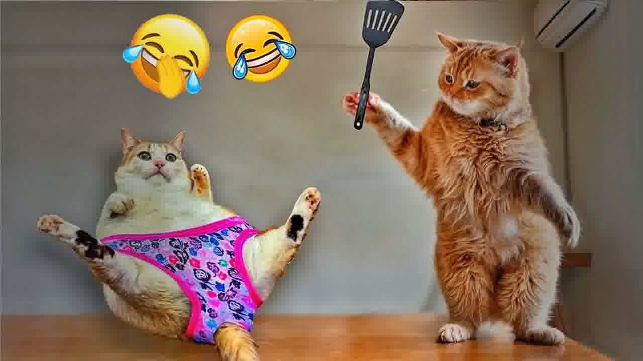 You Laugh You Lose👋😜𝐅𝐮𝐧𝐧𝐢𝐞𝐬𝐭 𝐃𝐨𝐠𝐬 𝐚𝐧𝐝 𝐂𝐚𝐭𝐬 𝐌𝐨𝐦𝐞𝐧𝐭𝐬 𝟐𝟎𝟐5😽🐶 - YouTube