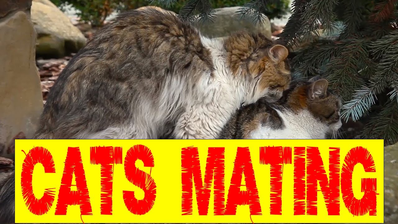 CATS MATING - YouTube