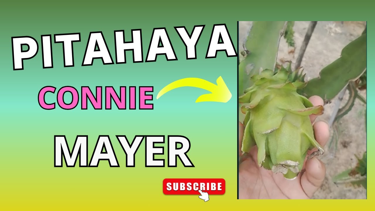 la PITAHAYA que tiene sabor a coco -Connie MAYER - YouTube