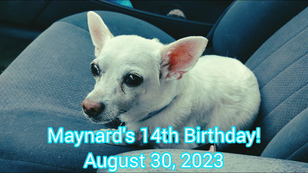 🐶 Say Happy Birthday to Maynard as He Is 14 Years Old Today! - YouTube