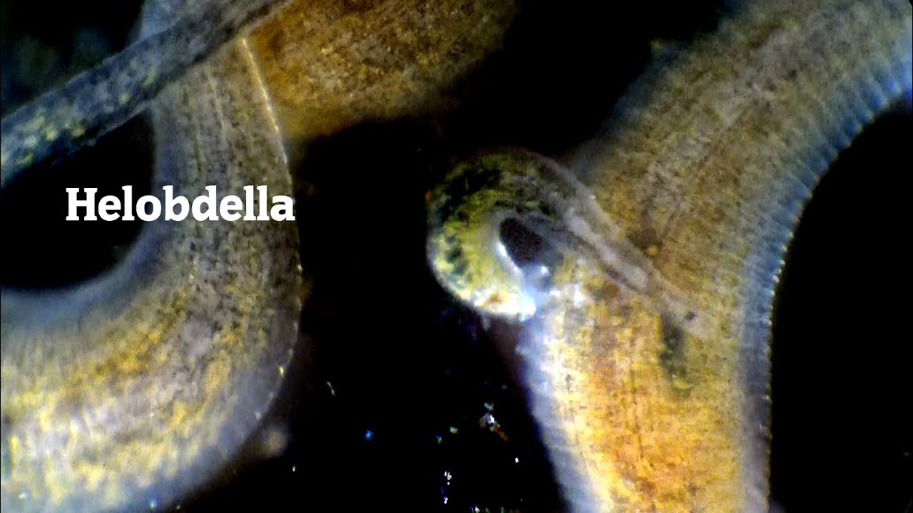 Helobdella leeches - YouTube