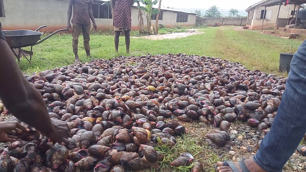 Massive Snail Rearing and Production (Ogun) - YouTube