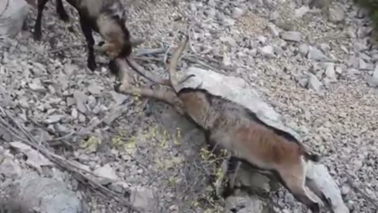 Impresionante pelea entre dos machos de cabra montesa en Castellón ...