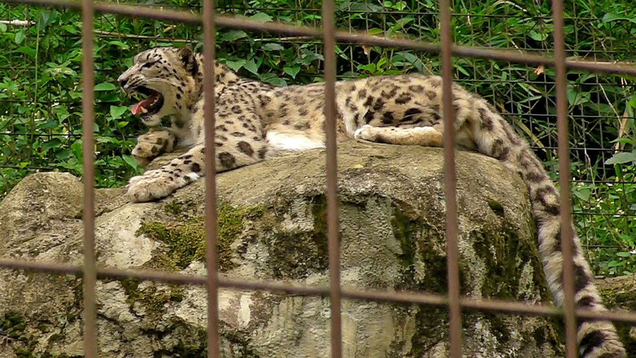 鳴くユキヒョウ エナSnow leopard Cry : Tama Zoo "Ena" - YouTube