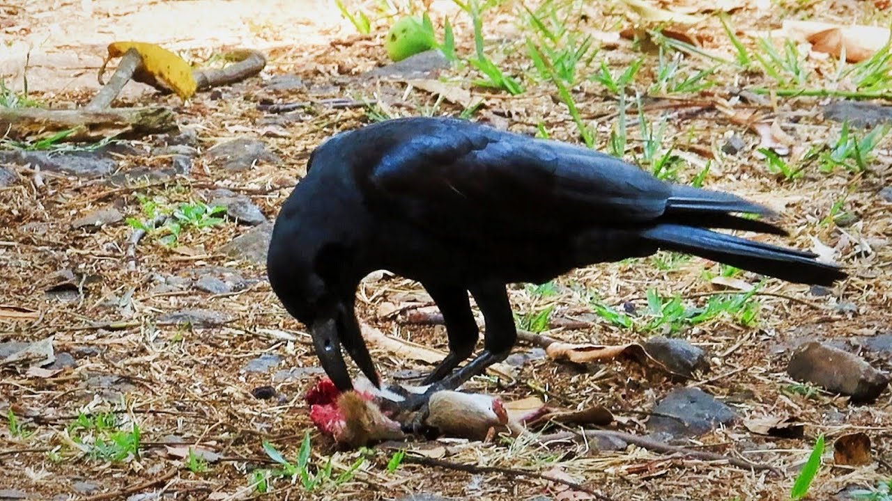 crow eat rat | crow eating rat | crow food #crow #crows #birds # ...