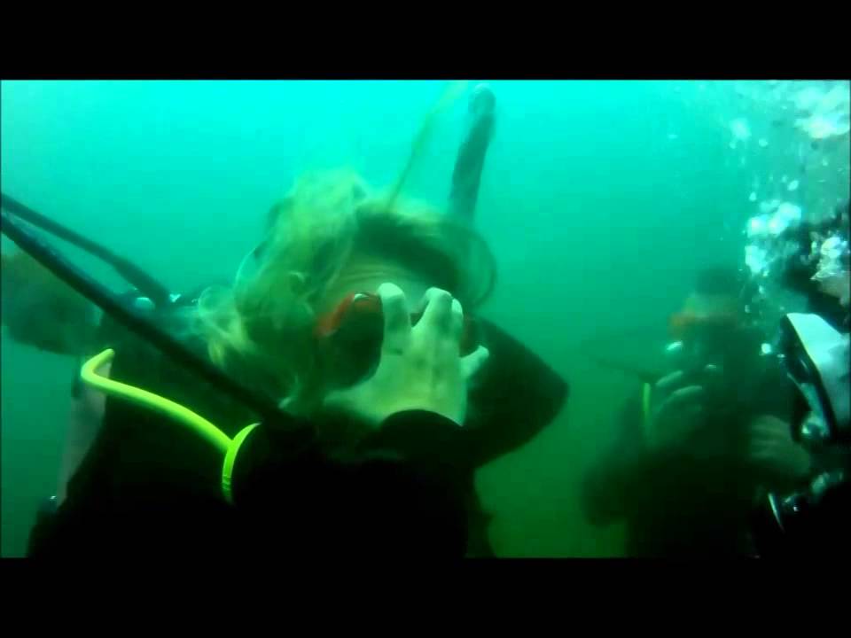 Scuba Diving - YouTube