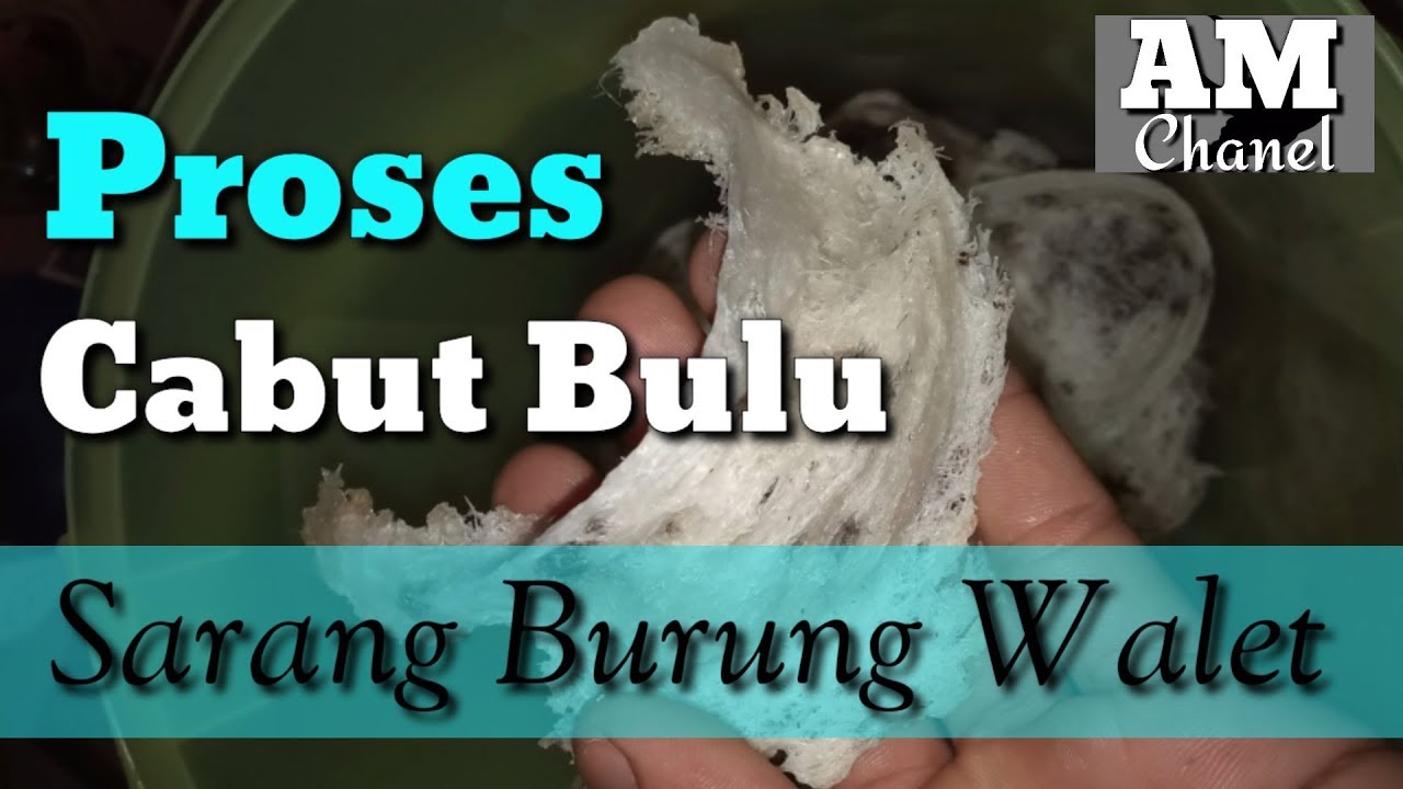 Cabut Bulu Sarang Walet - YouTube
