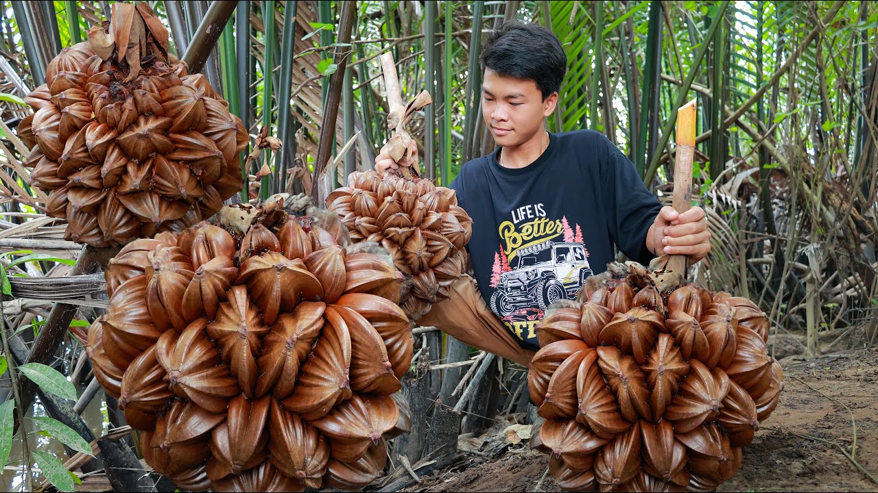 "Alien ball", Nypa palm fruit seed dessert and cook traditional soup by ...
