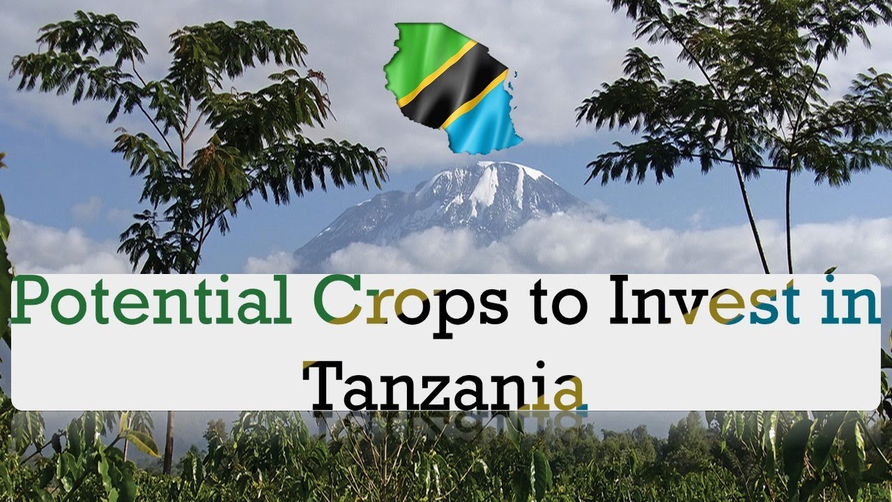 Potential Crops to Invest in Tanzania| Conducive Agri-business ...
