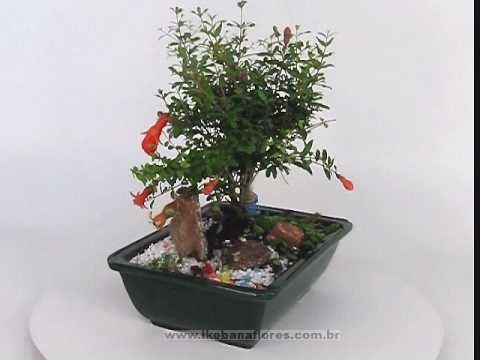 Bonsai Romã na louça|Entrega em BH e todo o Brasil - YouTube