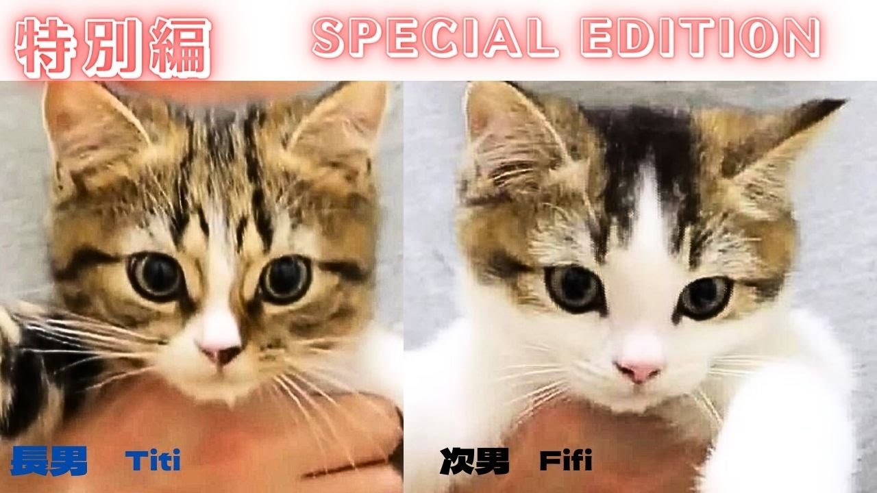 【特別編】涙･･･Titi、Fifi 大きくなってさらにイケメン猫になったね[Special Edition】Titi、Fifi become ...