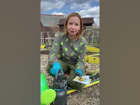 Уход за клубникой весной. Для хорошего урожая 🍓 - YouTube