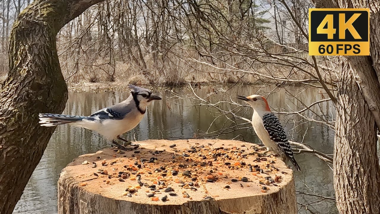 Nature TV: Bird Watching by the Water 🐦 Blue Jays, Birds and More - YouTube