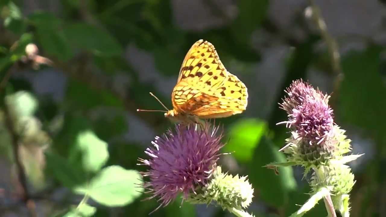 Butterflies of the Metolius - YouTube