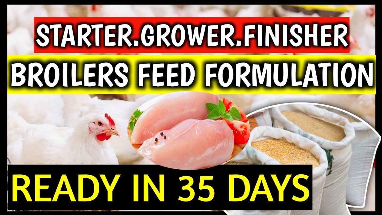 Making Feeds for Broiler chicken - YouTube