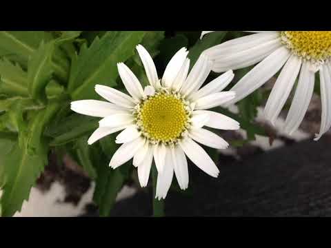 Daisy flower blooming timelapse! time-lapse! Daisy! Flower! bloom!