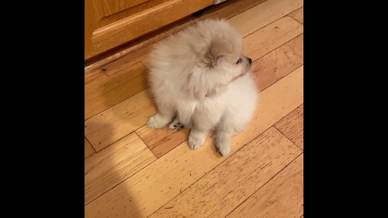 Three Cute Musketeers Day 2 In Rochester - YouTube
